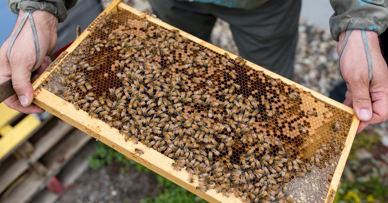 These Beekeepers Are Growing Hives On Rooftops And Their Own Backyards