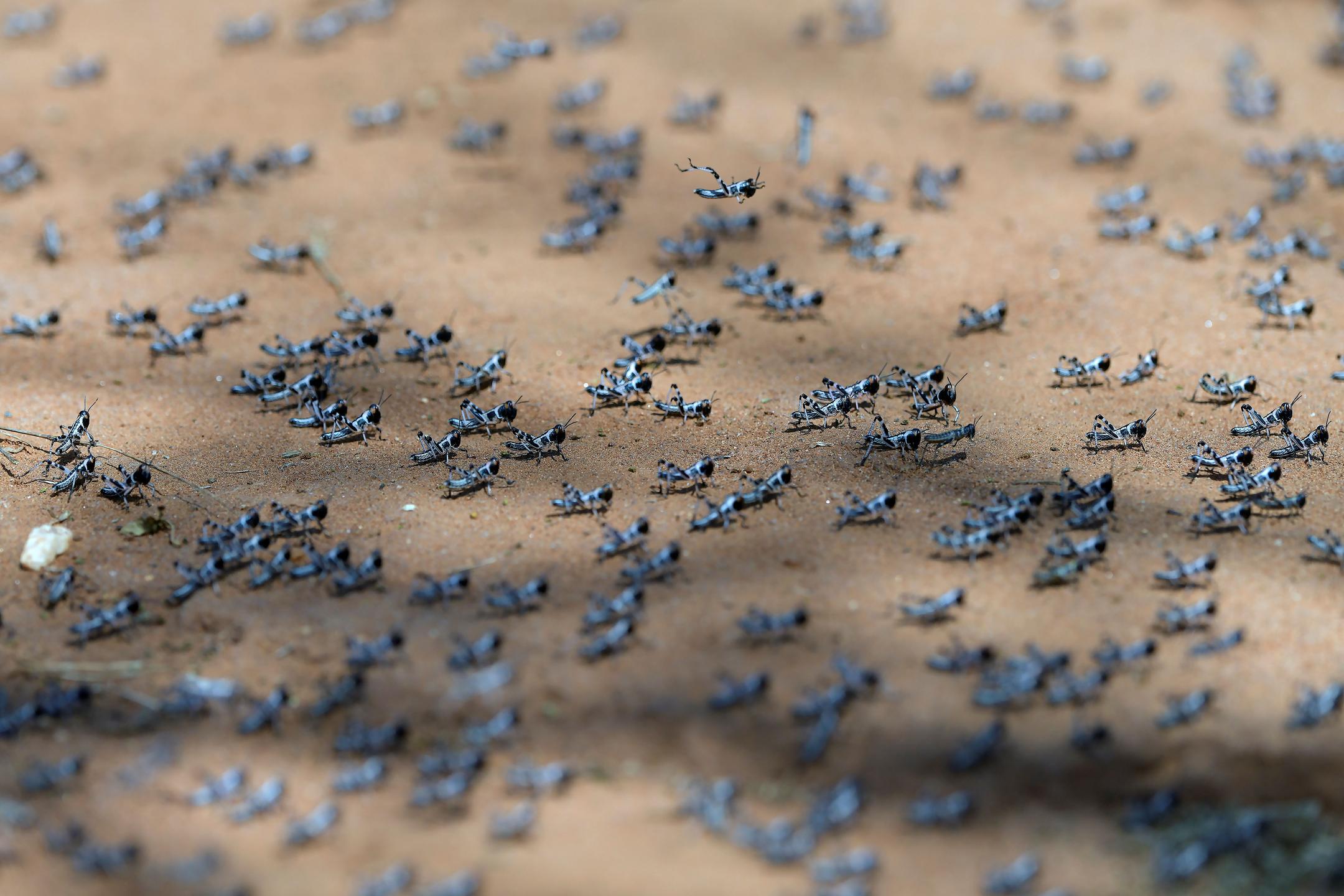 Locust Swarms in Africa 2020, Explained
