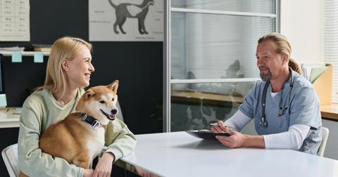 What Is Rage Syndrome in Dogs? Details Here