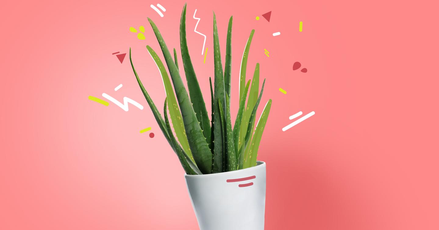 Here Are The 8 Best Houseplants For Every Personality