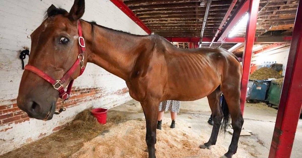 Carriage Horse Ryder Dies, Two Months After Collapsing in NYC