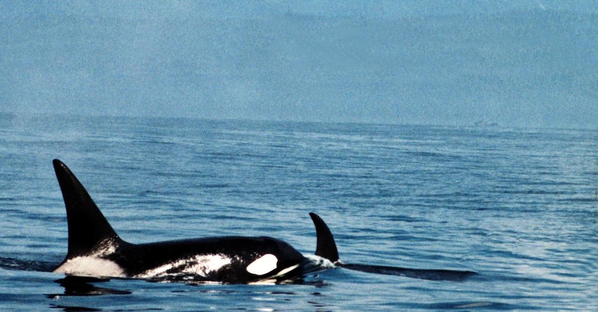 What Can You Do if You See a Beached Whale? Here's How It's Been Done