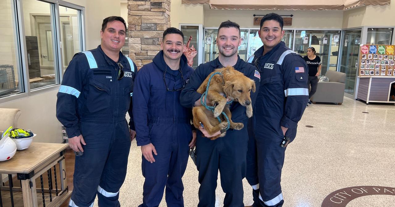 Connie the Container Dog Was Found in a Shipping Container