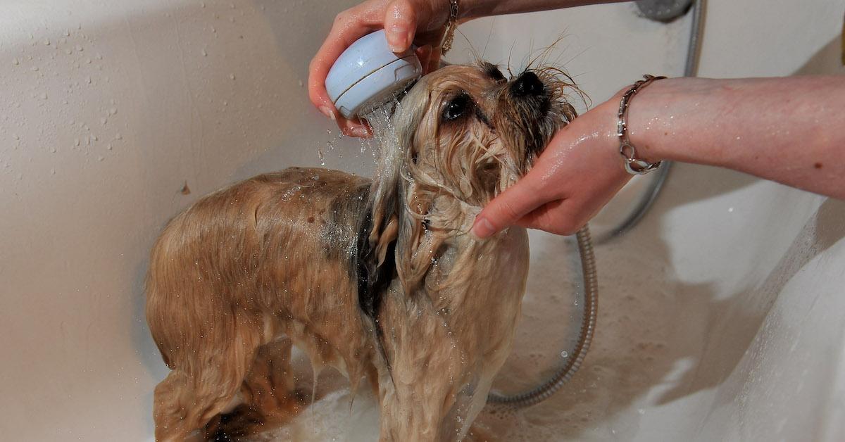 Cruelty-Free Dog Grooming Products, for Sustainable Pet Care
