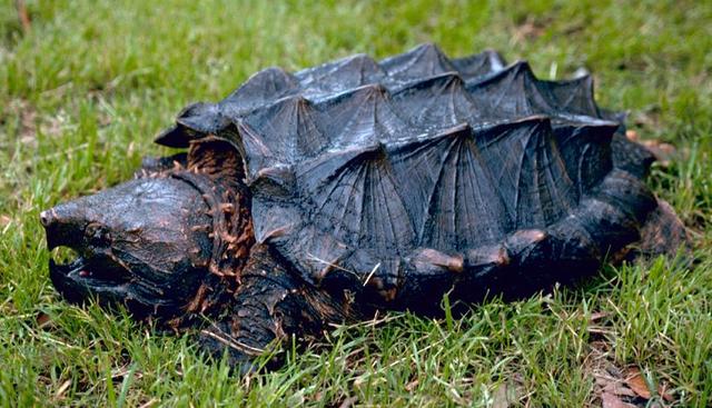 It's World Turtle Day — Here Are 10 Weird Turtles
