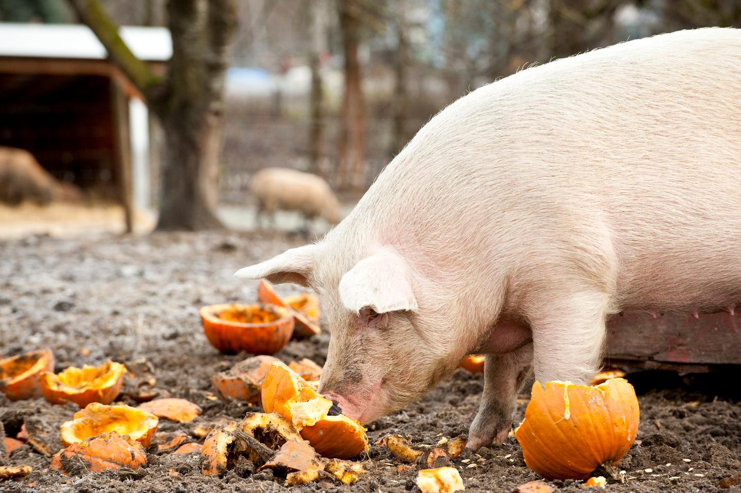 What to Do With Old Pumpkins: Cooking, Composting, Donating, Oh My!