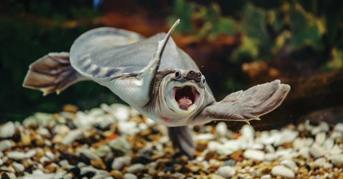 It's World Turtle Day — Here Are 10 Weird Turtles