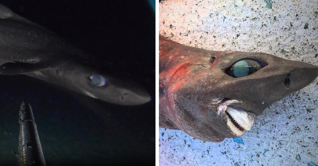 First-Ever Video of Deep Sea Roughskin Dogfish Captured