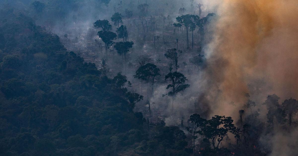 Amazon Rainforest Had 7,000 Fires in July 2020, Up 28 Percent From 2019
