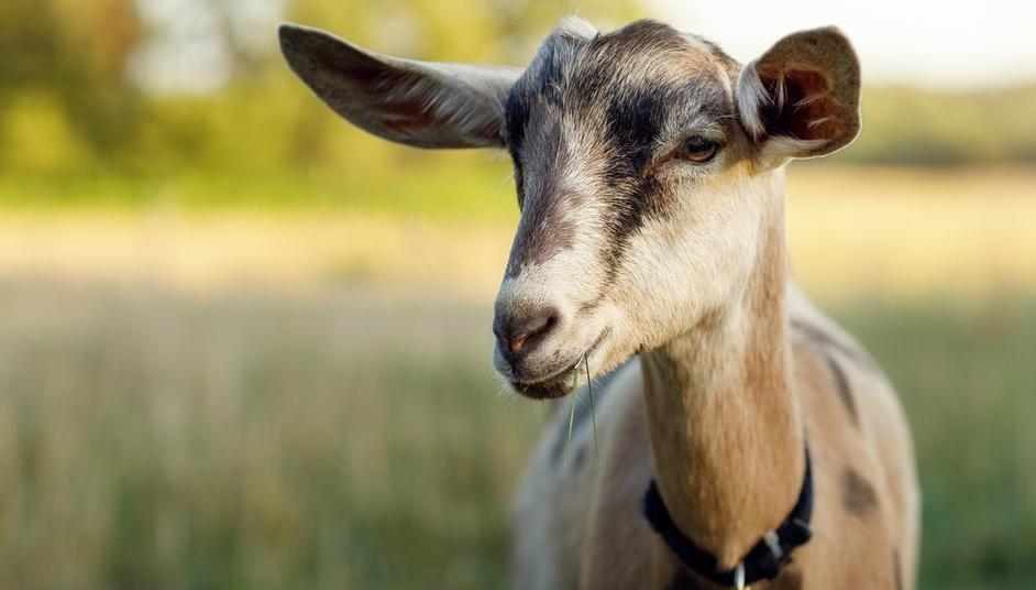 Why Is a Goat Satanic? Here's How Come Satan Often Looks like a Goat