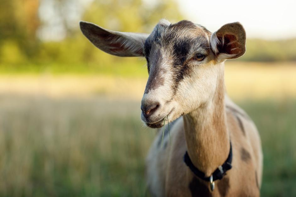 Why Is a Goat Satanic? Here's How Come Satan Often Looks like a Goat