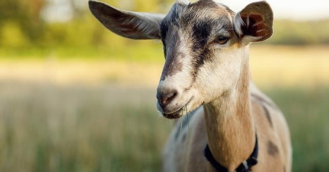 Why Is a Goat Satanic? Here's How Come Satan Often Looks like a Goat