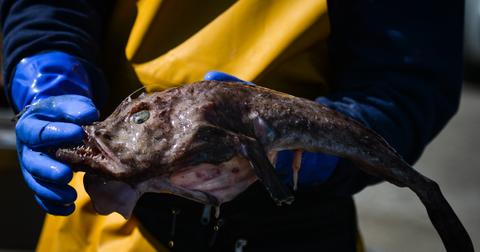 Our Top 10 Picks for Ugly Fish From Around the World