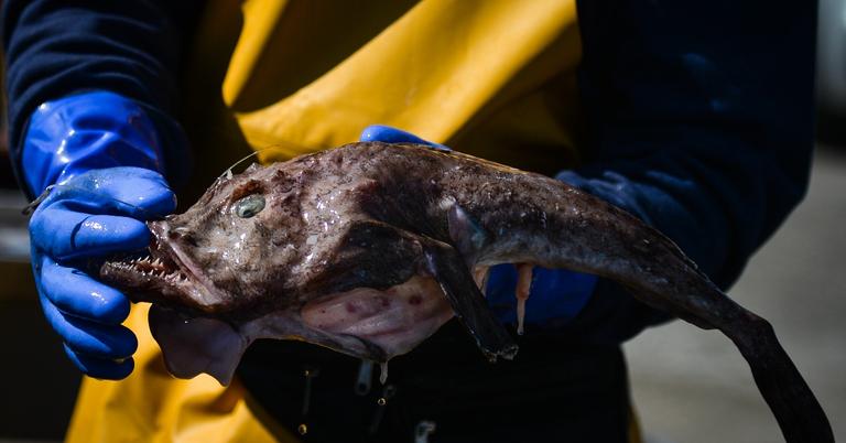 Our Top 10 Picks for Ugly Fish From Around the World