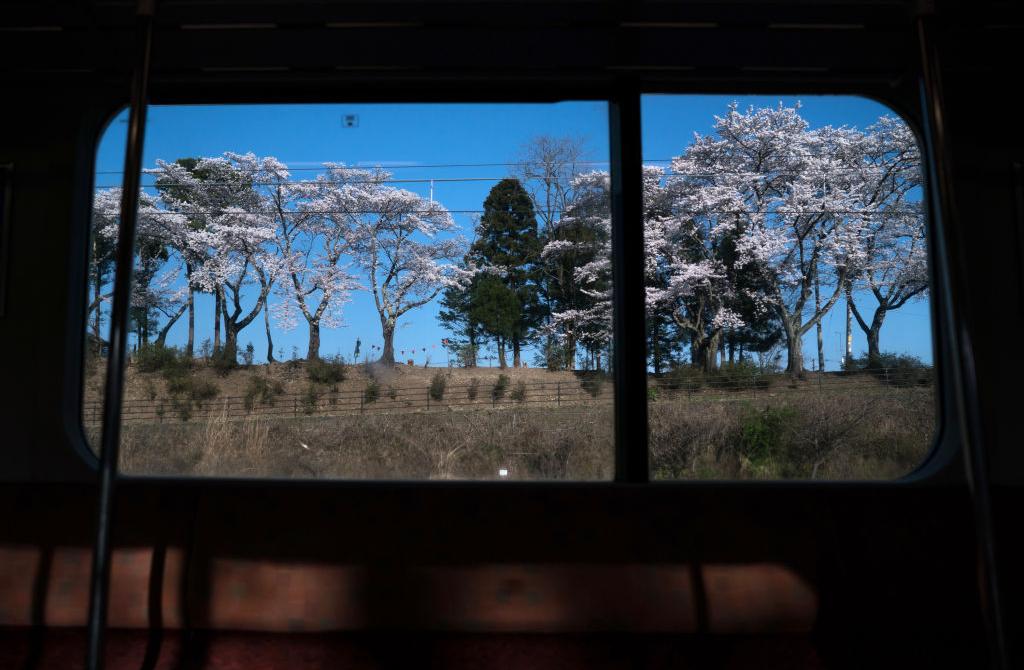 What to Know About the Fukushima Disaster Nuclear Mutations