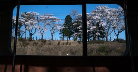 What to Know About the Fukushima Disaster Nuclear Mutations