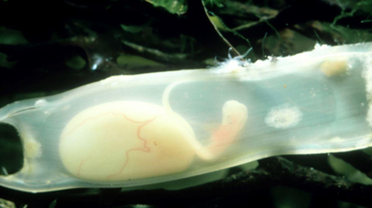 What Does a Shark Egg Look Like? Video Gives a Look