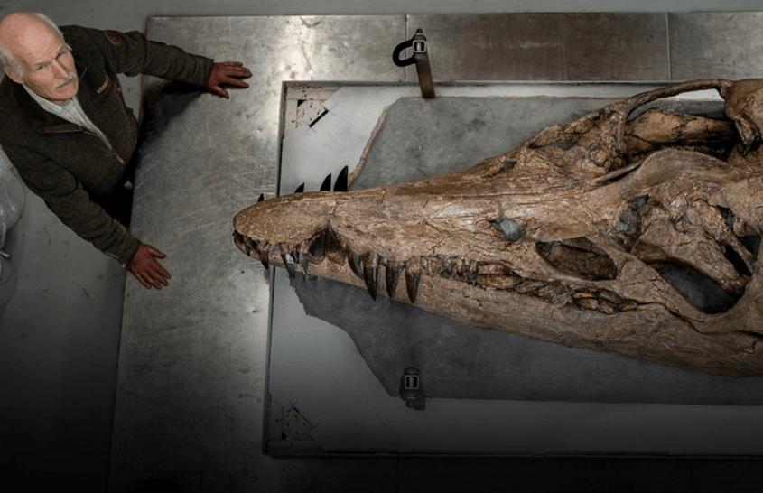 What Is a Pliosaur? Exciting Fossil Discovery in Dorset