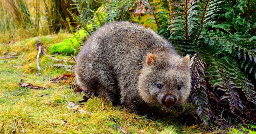 Influencer Sam Jones Accused of Abusing Wombat — Will She Be Deported?