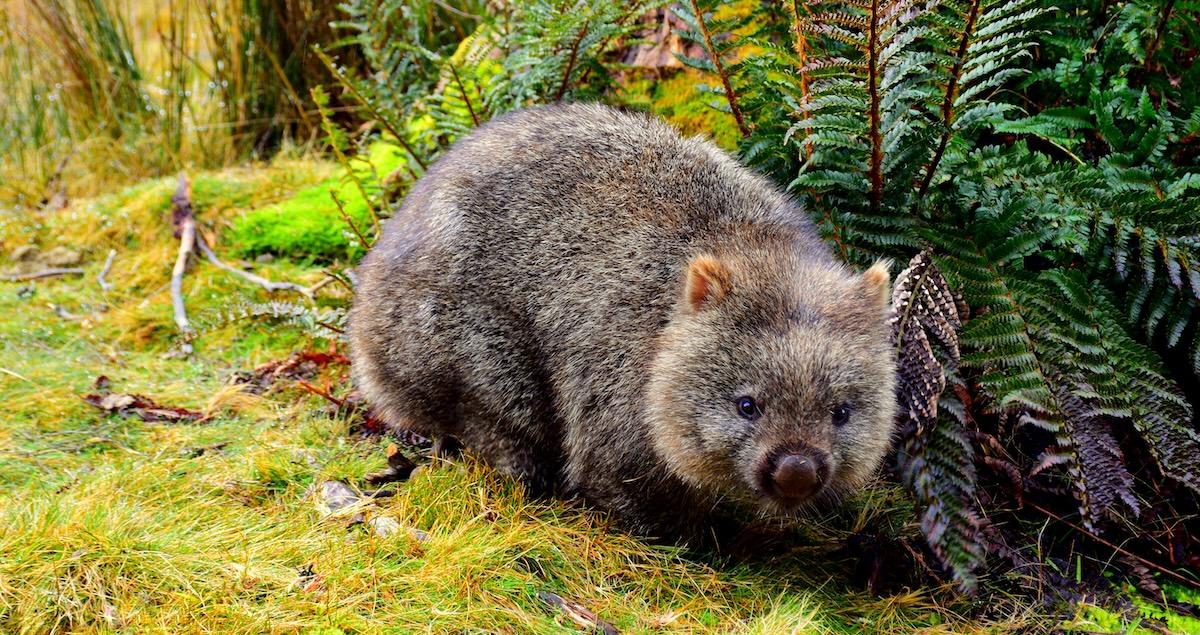 Influencer Sam Jones Accused of Abusing Wombat — Will She Be Deported?