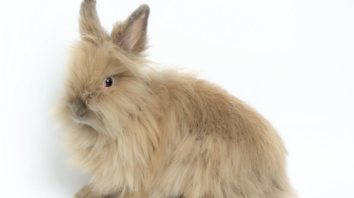 Lionhead Rabbits Overrun Wilton Manors, Florida Community
