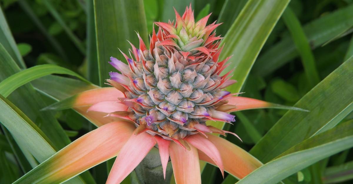 Why Is It Illegal To Grow Pink Pineapples at Home?