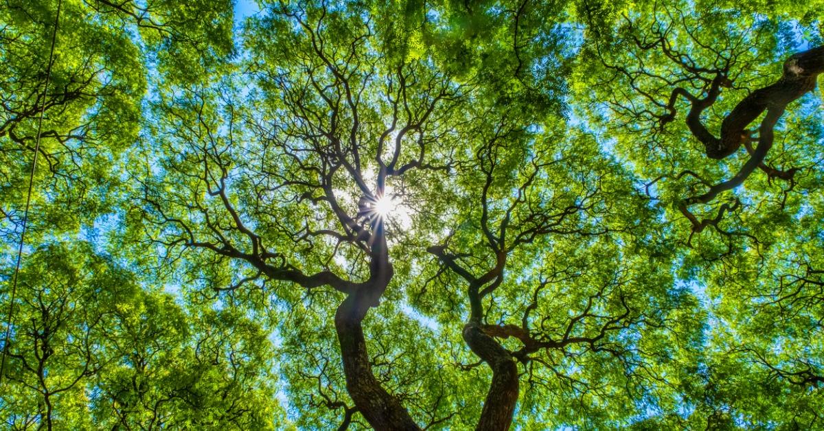 Here's How Renewable Energy Affects the Environment