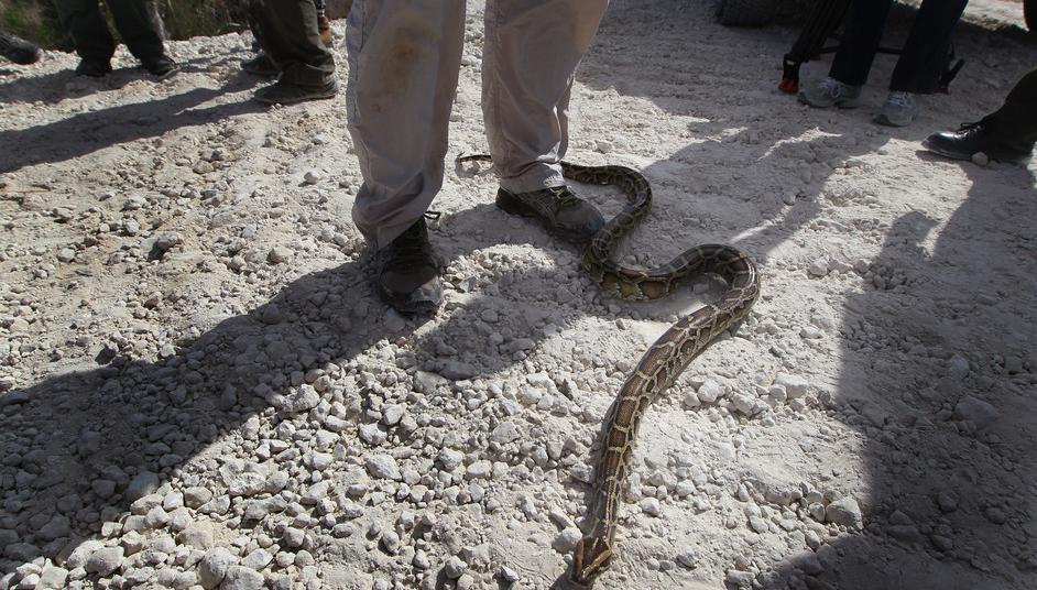 Why Are Invasive Species Dangerous to the Environment?