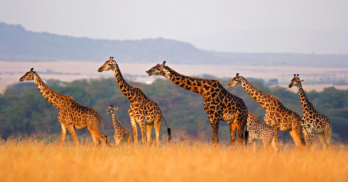 Giraffe Trade in the U.S. Has Caused 40 Percent Population Decline