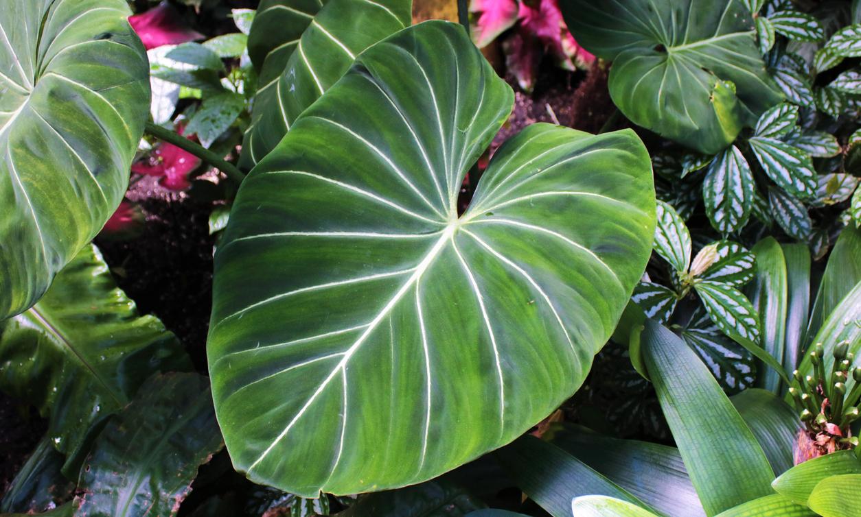 5 Big-Leaf Houseplants You Can Use to Make Your Space More Green