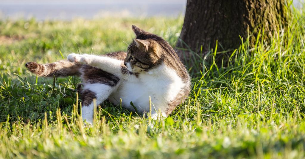 Vets Explain Why Cats Like to Chase Their Tail