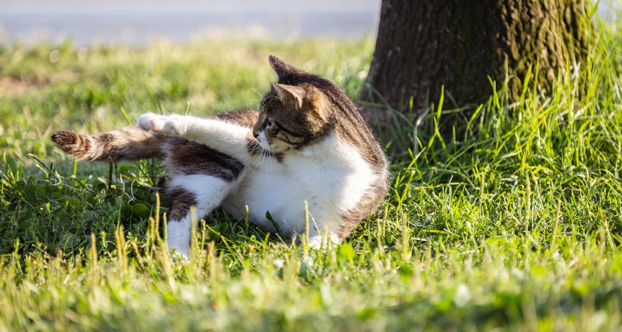 Vets Explain Why Cats Like to Chase Their Tail