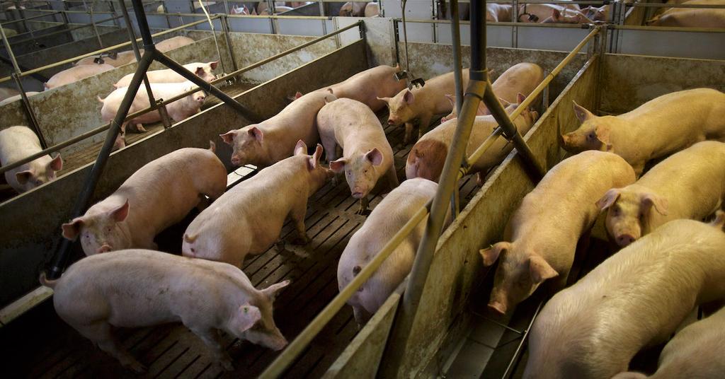 Haarlem, Netherlands Is Banning Meat Ads to Fight Global Warming