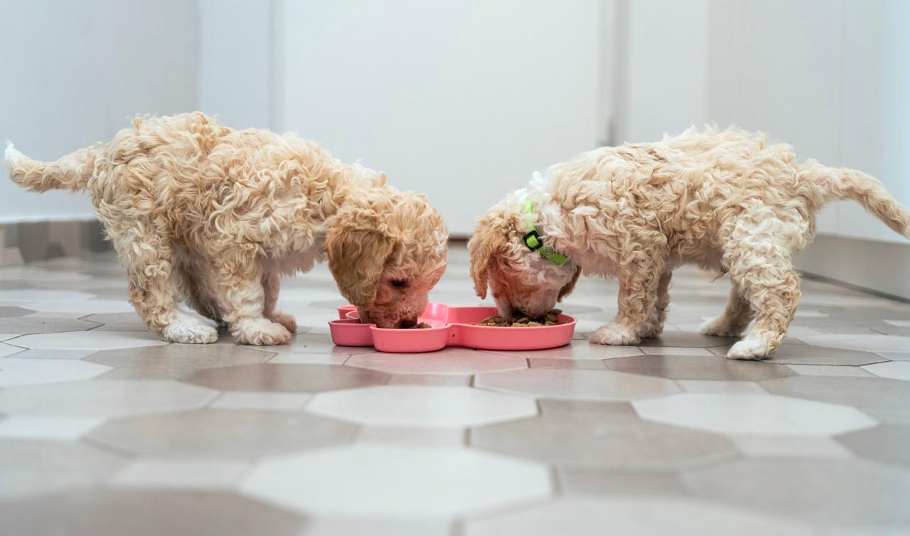 Can Dogs Eat Pecans? Absolutely Not! Here's Why