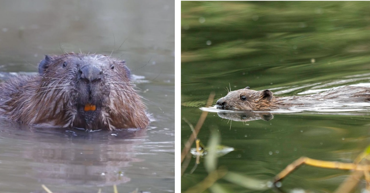 Baby Beavers in London a Sign of Success for Conservationists