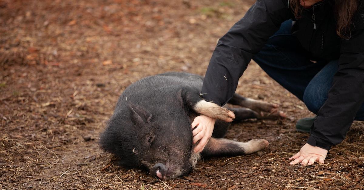 What Is an Animal Sanctuary? A Closer Look at Their Purpose