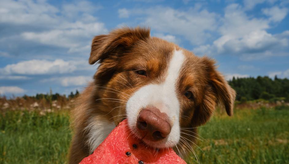 Are Cherries Safe for Dogs? This Fruit May Not Be Safe