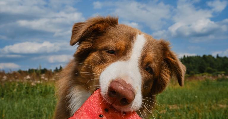 Are Cherries Safe for Dogs? This Fruit May Not Be Safe