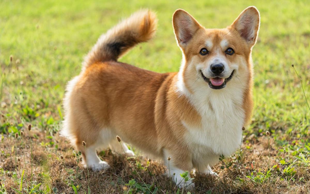 The Worst Shedding Dog Breeds, From Akitas to Chow Chows
