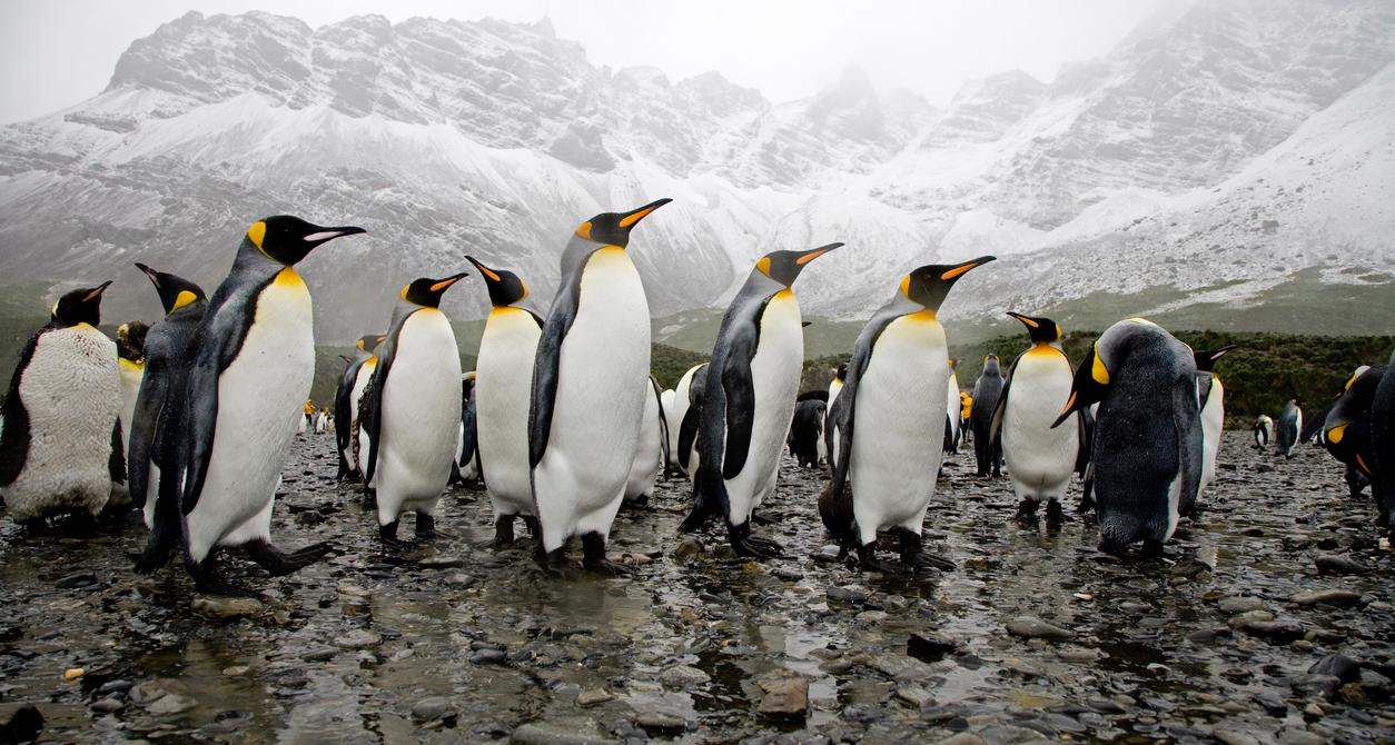 These Animals Cannot Physically Walk Backwards