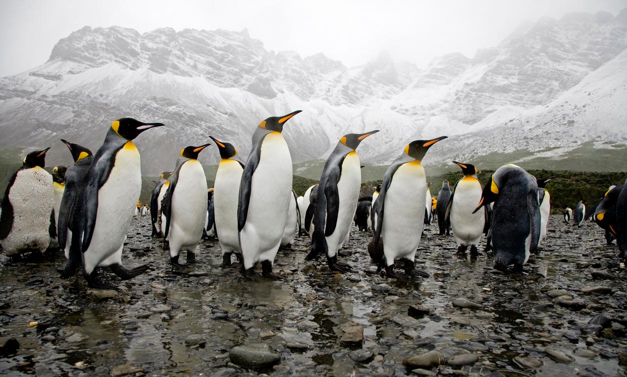 These Animals Cannot Physically Walk Backwards