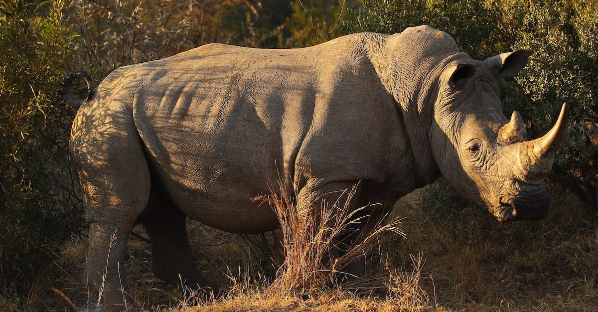 White Rhino Shot in Florida, After Escaping a Safari Enclosure