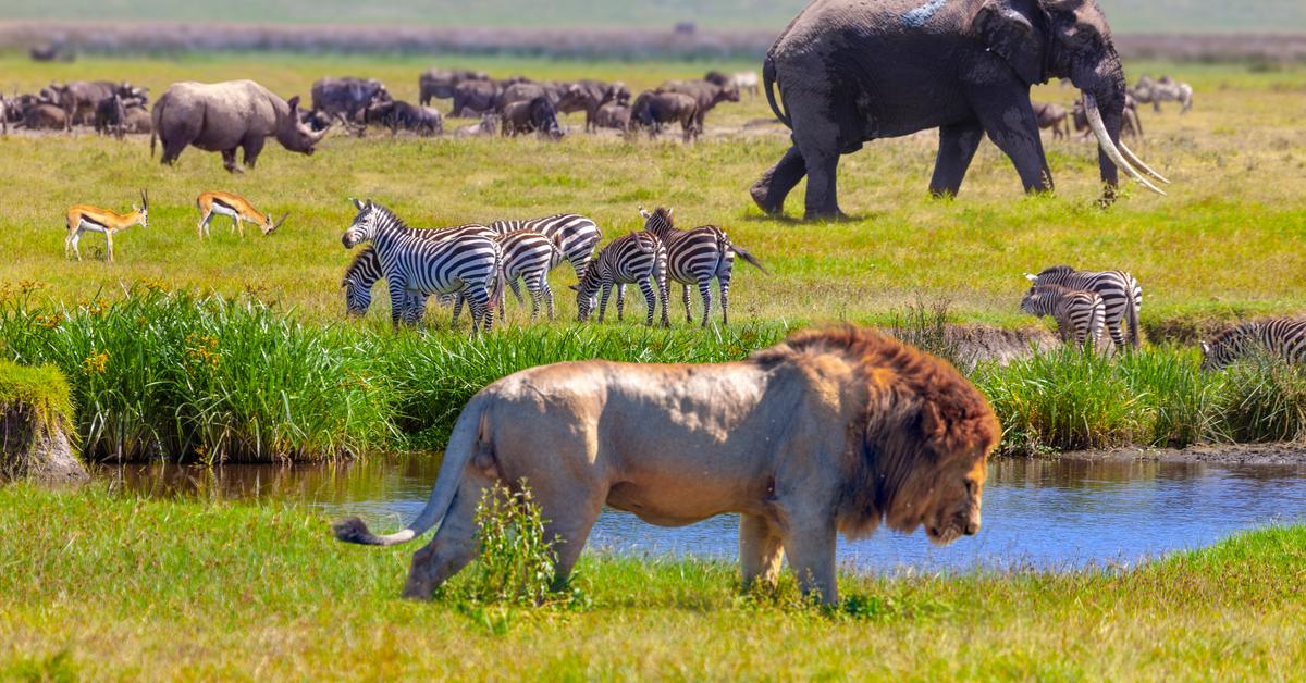 Why Is Biodiversity Important?