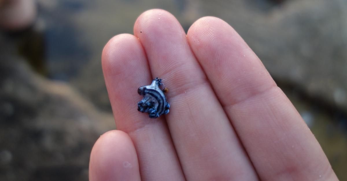 Blue Dragon Sea Slug Stings Can Be Deadly: Here's Why