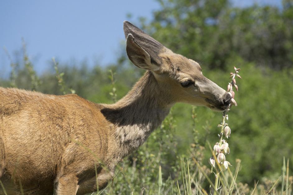 Video Shows Whitetail Deer Eating a Snake — but Why?