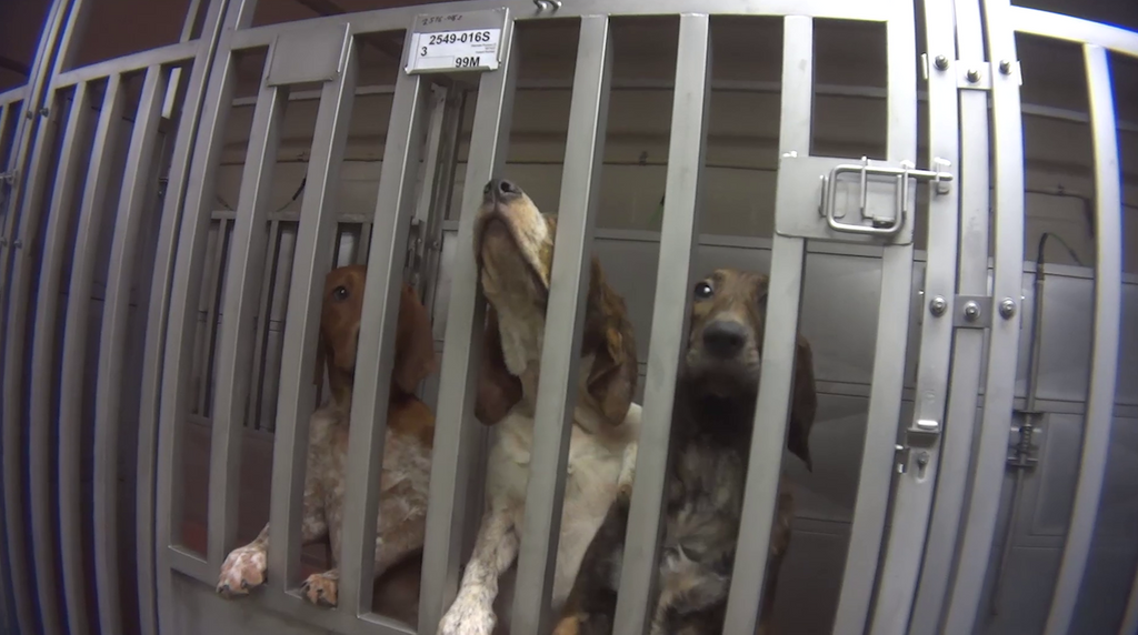 36 Beagles in Cruel Year-Long Lab Experiment to Be Released
