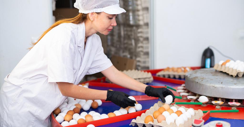 Bird Flu Forces Egg Shortage as Egg Prices Skyrocket