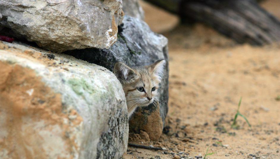 Is the Sand Cat Rare? All About the Elusive Feline