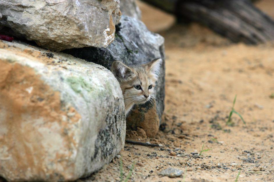 Is the Sand Cat Rare? All About the Elusive Feline