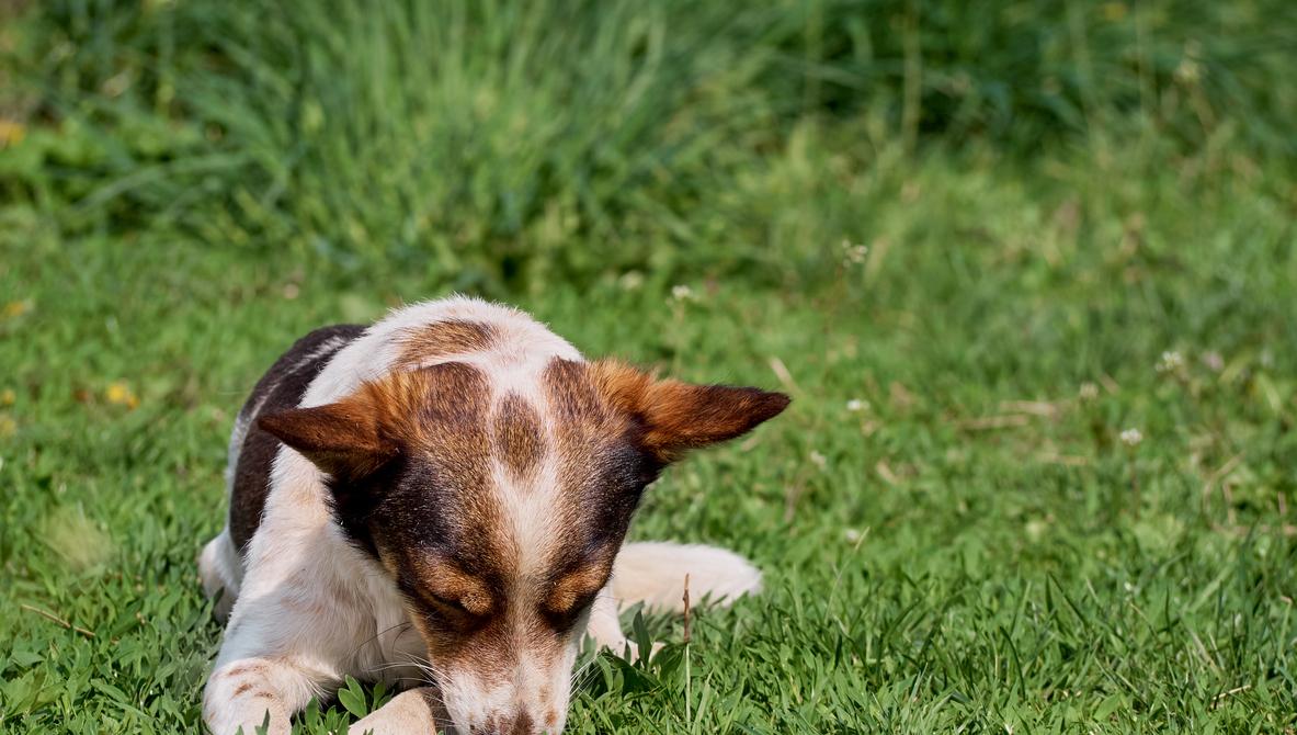 Why Do Dogs Chew and Bite Their Paws?